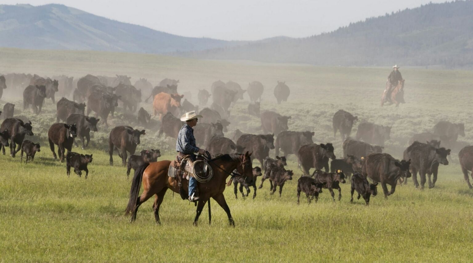 Secretary Rollins Announces Program to Support Small- and Mid-Size Beef ...