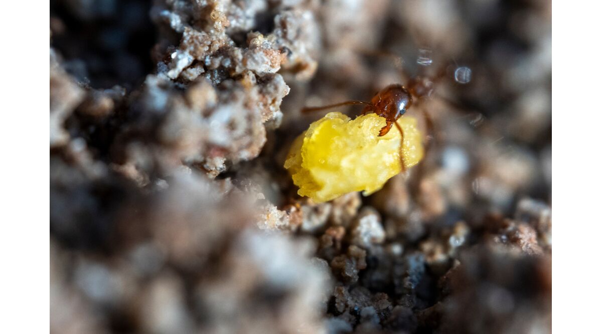 How to Get Rid of Fire Ants: Expert Tips That Work - Morning Ag Clips