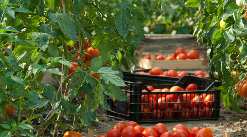 New Clues for Using Common Fungus to Promote Crop Growth and Health ...