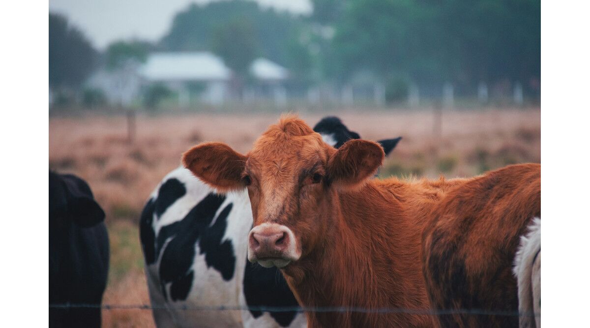 Texas Agriculture Commissioner Responds to Florida’s Announced New ...