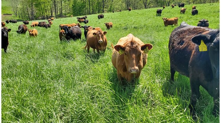 Celebrating National Forage Week - Morning Ag Clips
