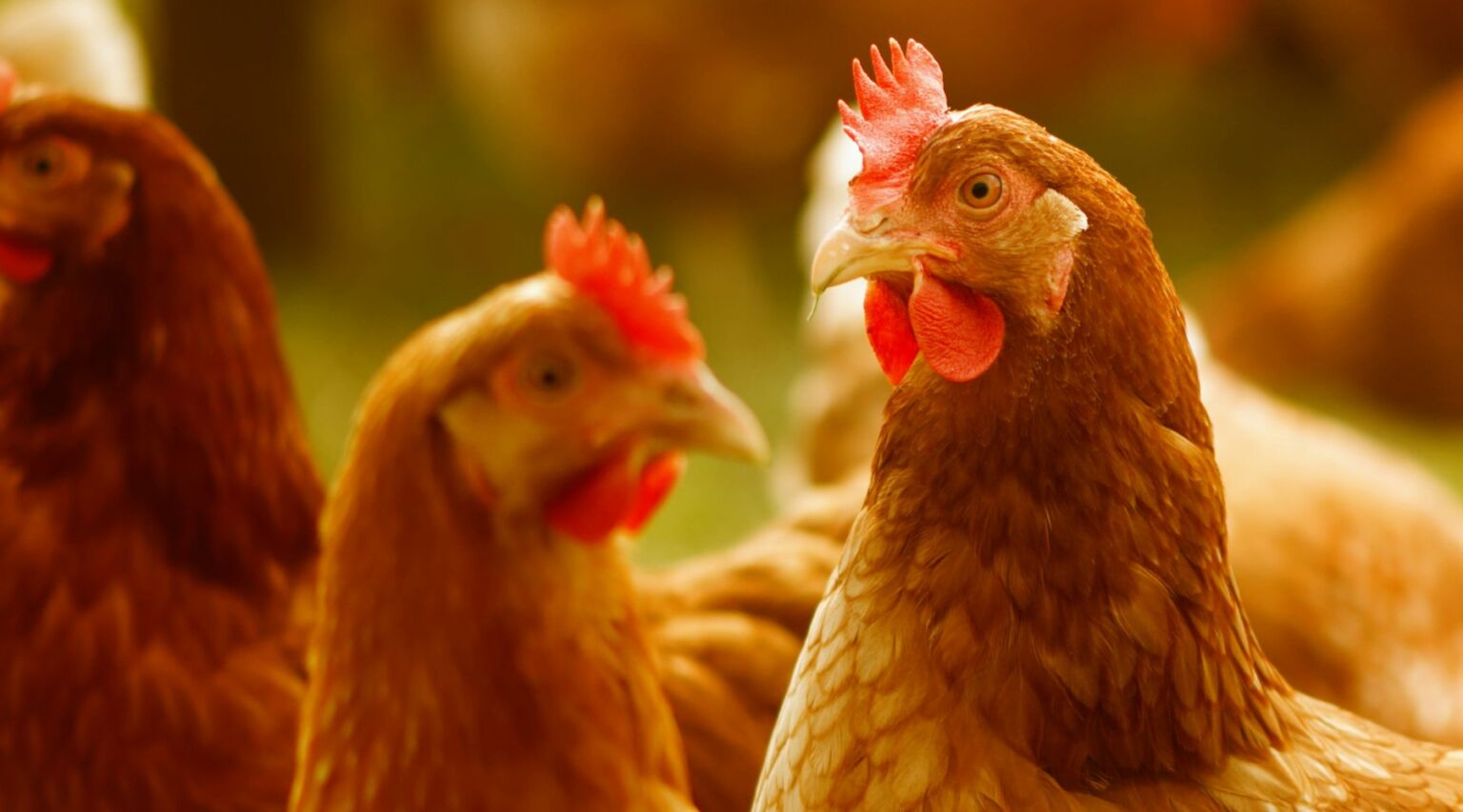 U.S. Roundtable for Sustainable Poultry & Eggs Unveils Inaugural ...