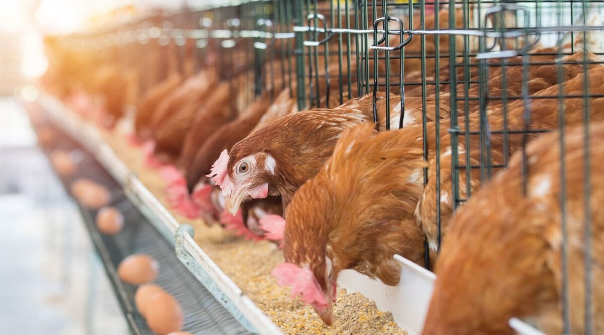 APHIS Updates Indemnity Program for HPAI on Poultry Farms - Morning Ag ...