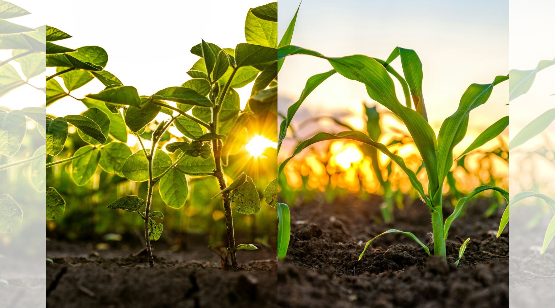 Corn Production Down, Soybean Production Up in 2024 - Morning Ag Clips