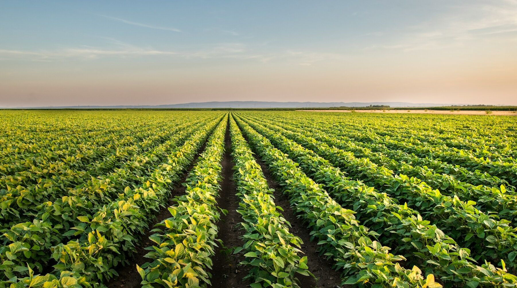 New MU Soybean Growth and Yield Report Available - Morning Ag Clips