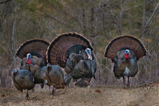 Deadlines Approaching For 2026 Bear And Turkey Harvest Authorization ...