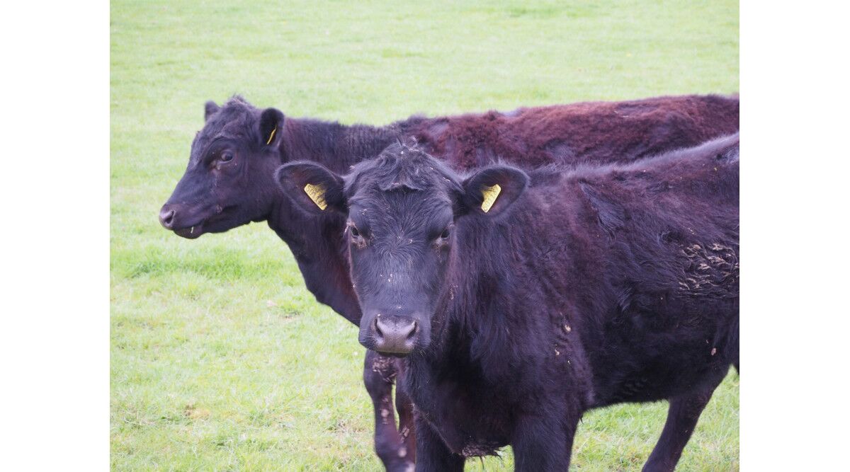In the Cattle Markets: Mixed Pricing Signals - Morning Ag Clips