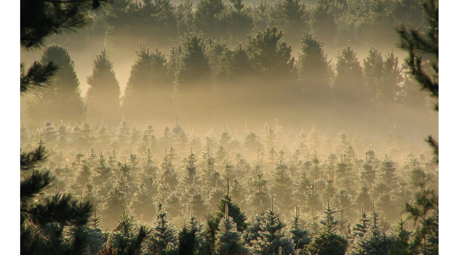 USDA Conducting Vote on Christmas Tree Research and Promotion Program ...