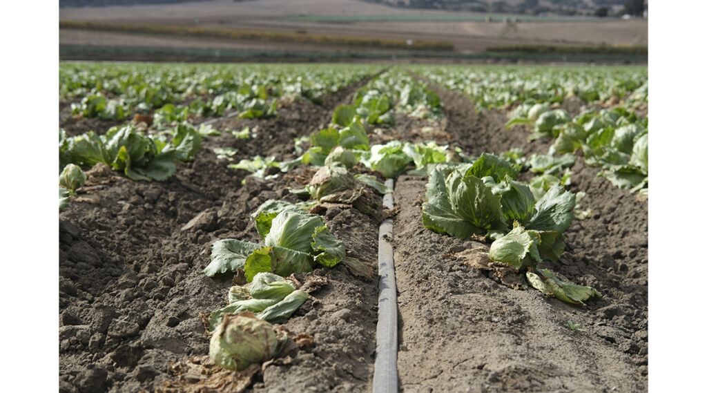 Lettuce Virus Cases Creeping Back Up After Reprieve - Morning Ag Clips