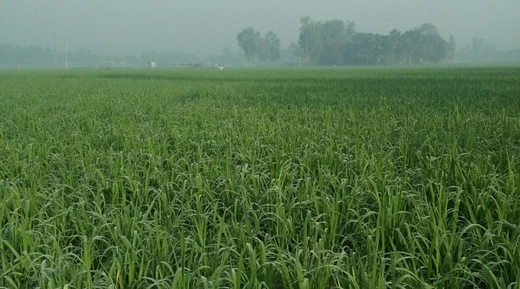 ODA, Indigo Ag Partner to Expand Conservation Opportunities Through ...