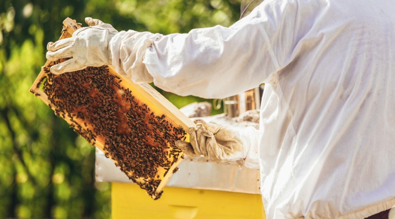 Federal Bee Lab Shuts Down at Critical Moment - Morning Ag Clips