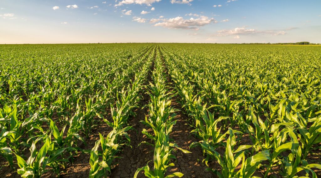 Corn Growers Call Out Fertilizer Companies for Price Hikes - Morning Ag ...