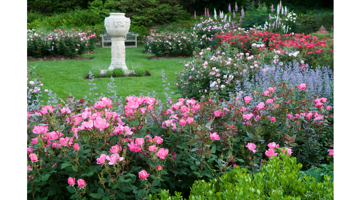 New Earth-Kind Roses Named for 2026 - Morning Ag Clips