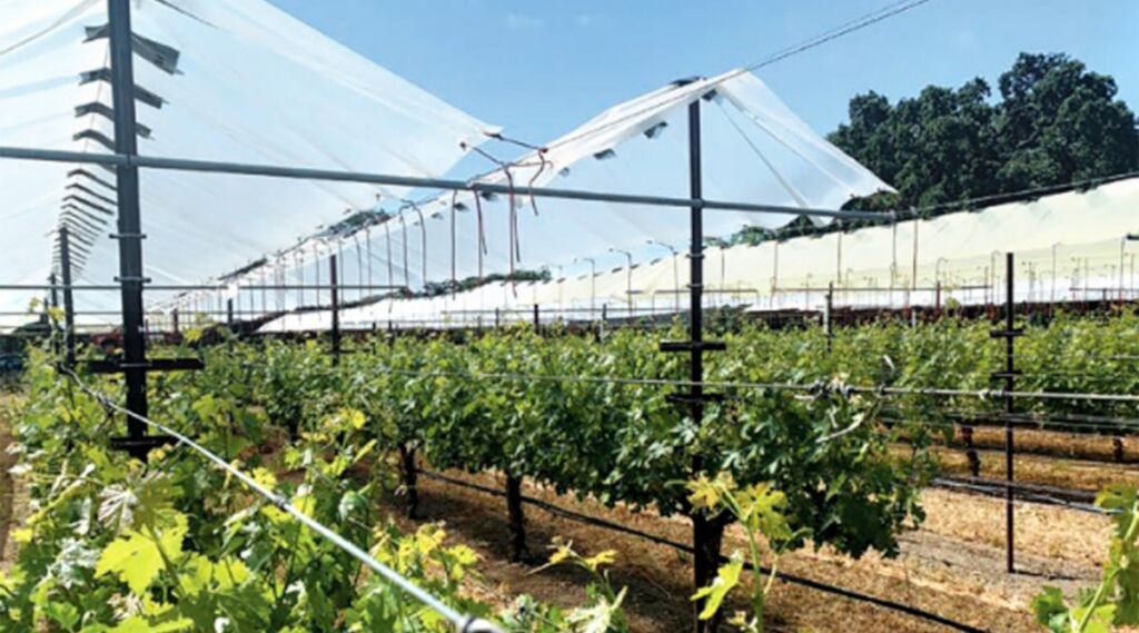 Climate Change and Wine Grapes: Go, Stay or Change? - Morning Ag Clips