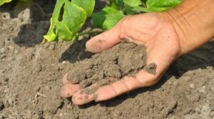 Field Day Looks at New Soil Moisture Data Tools - Morning Ag Clips