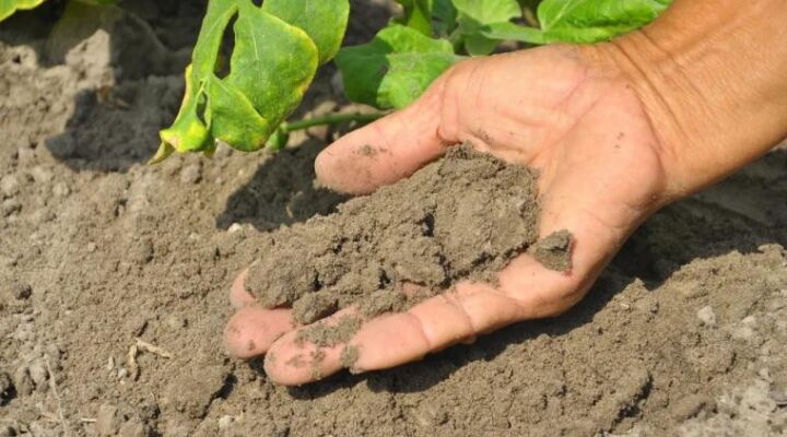 Field Day Looks at New Soil Moisture Data Tools - Morning Ag Clips