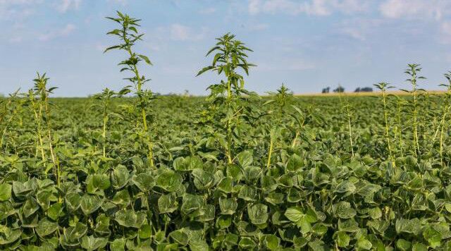 2026 Ohio State Weed Science Field Day - Morning Ag Clips