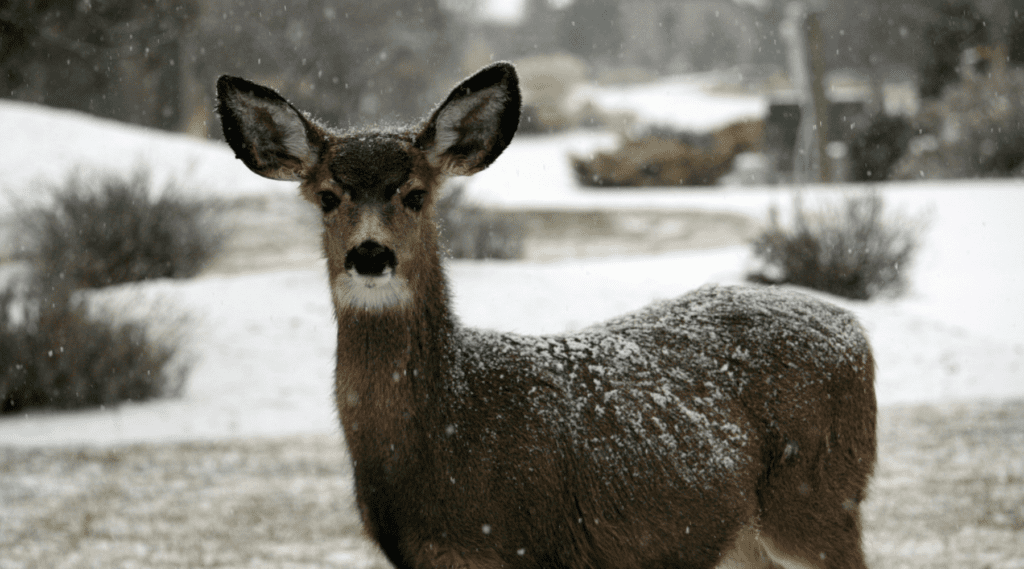 DEC Finalizes Regulations to Increase Harvest of Antlerless Deer ...
