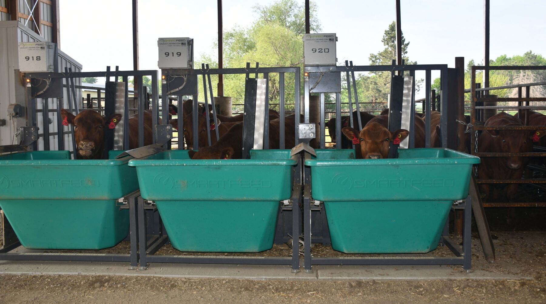 NDSU Carrington Research Extension Center Beef Production Field Day Set ...
