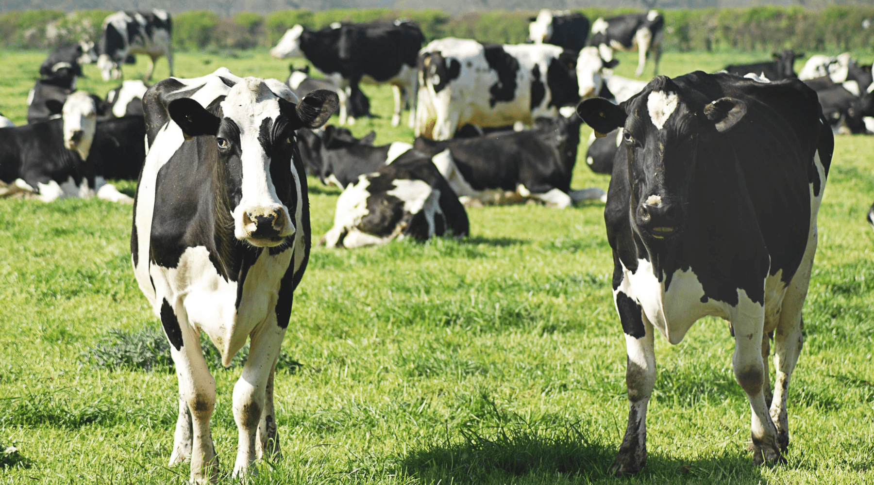 Dairy Discussions: Join Networking Events This July - Morning Ag Clips