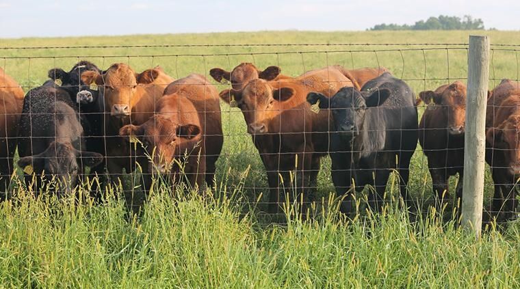Don’t Let Your Profits Wander: Invest In New Pasture Fences - Morning ...