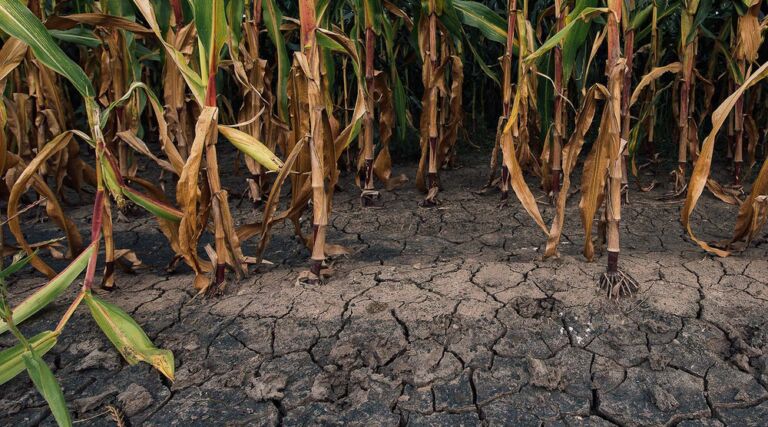 How Cracks in Dry Soil Impact Moisture Evaporation - Morning Ag Clips