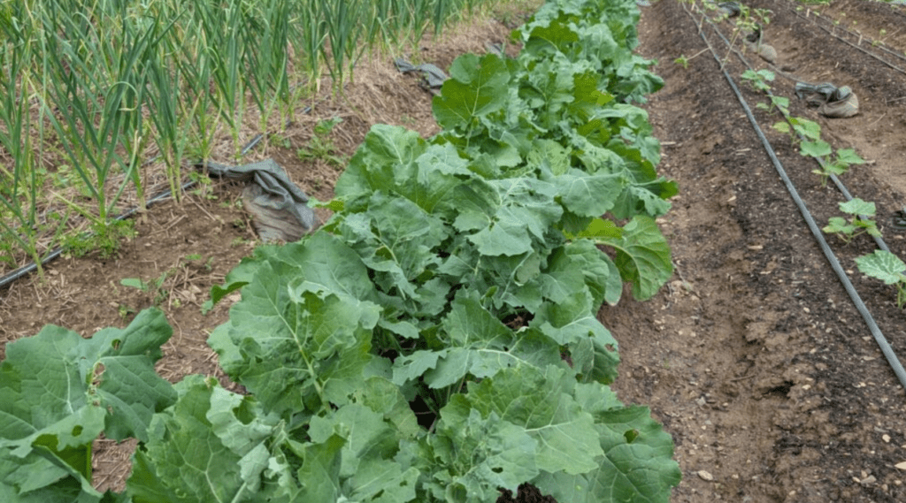 Lessons from Collard Greens - Morning Ag Clips