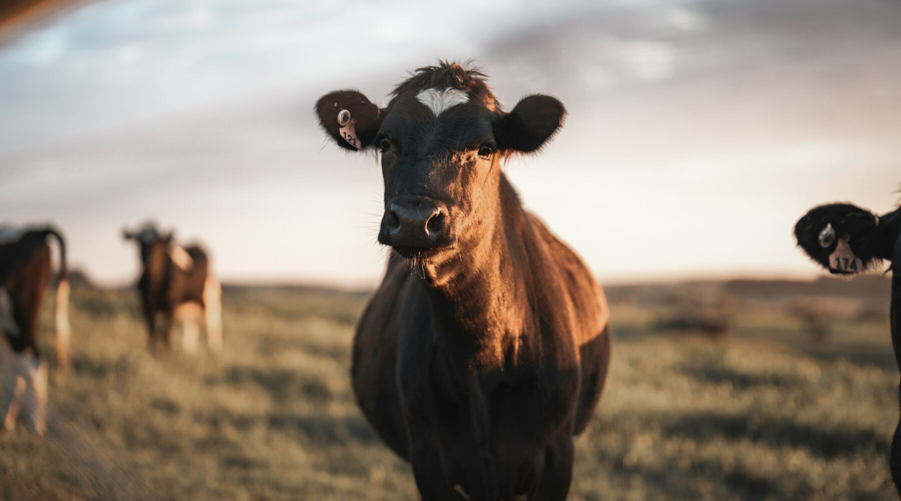 Tennessee Response Following New World Screwworm Confirmation in Texas ...