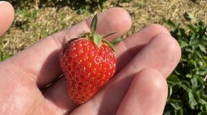 MSU Extension’s First Strawberry Day Coming July 8 - Morning Ag Clips