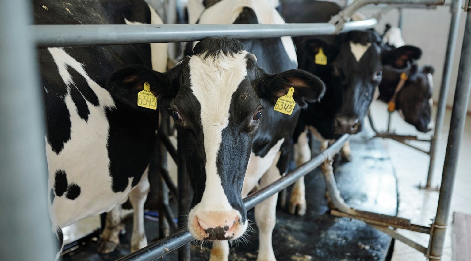 As Few as 10 Viral Particles Cause H5N1 Avian Flu Infection in Cows ...
