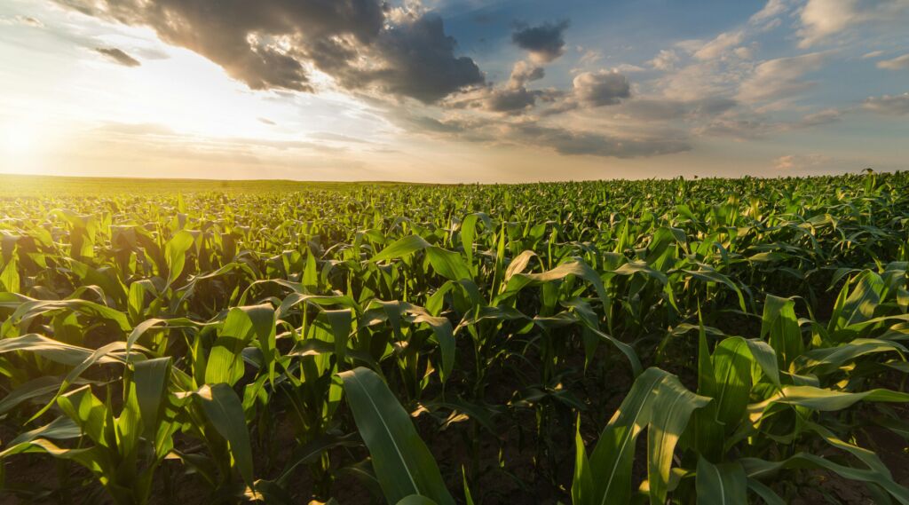 Details for the 2026 Crop Base Acre Update - Morning Ag Clips