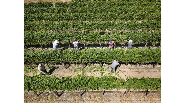 H-2A Rule Change Puts Spotlight on Work Visa Program - Morning Ag Clips