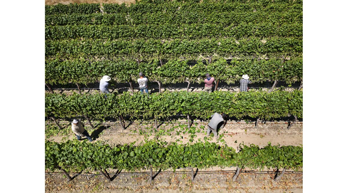 H-2A Rule Change Puts Spotlight on Work Visa Program - Morning Ag Clips