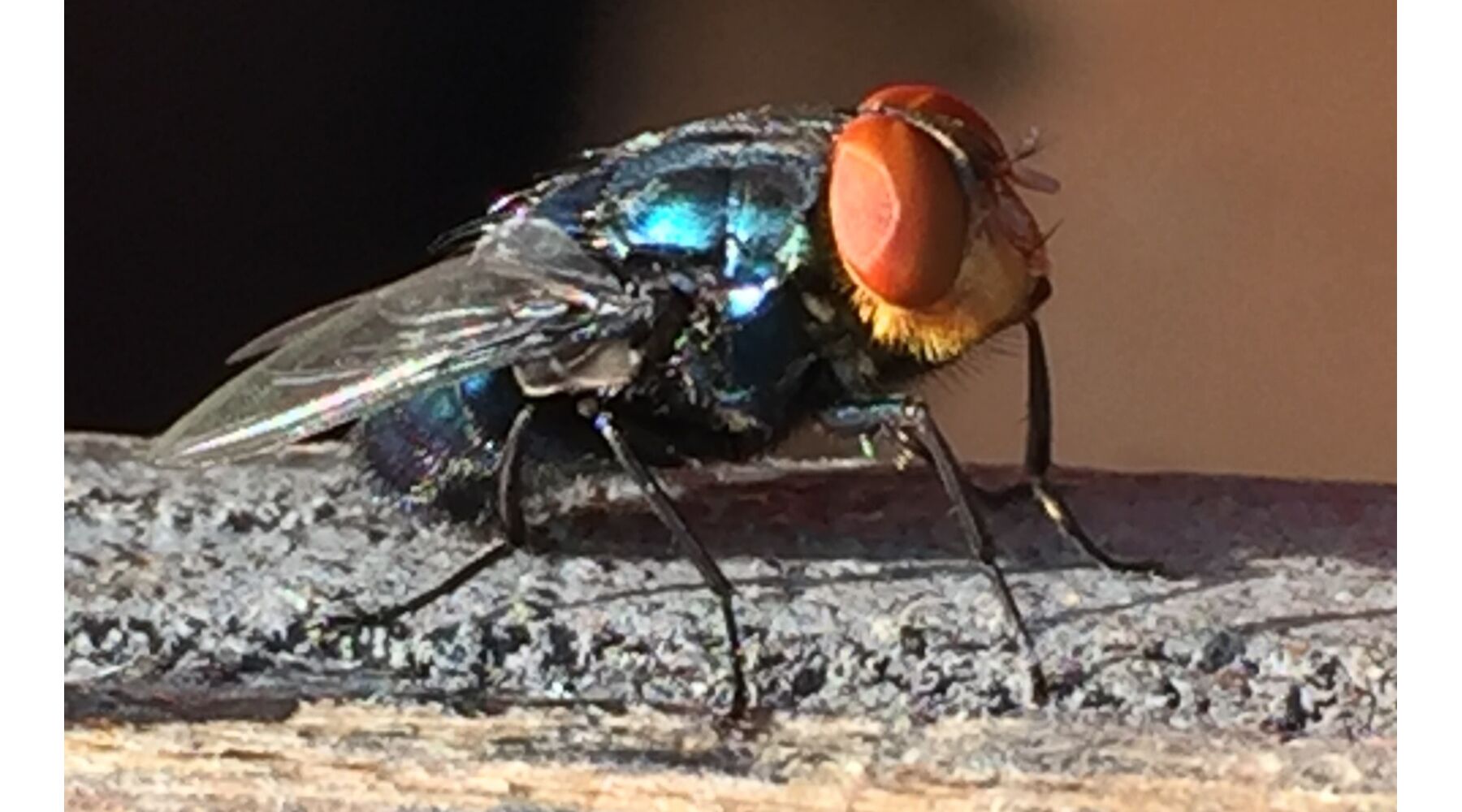 Iowa Issues Guidance to Protect Animals from New World Screwworm ...