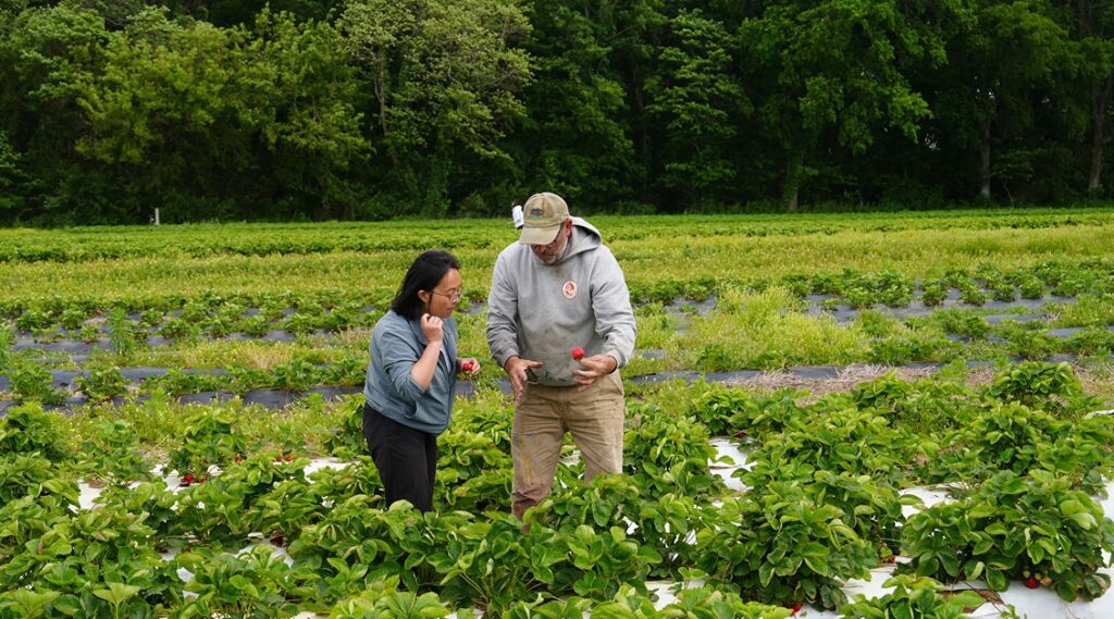 Purdue Extension Supports Indiana’s Strawberry Producers - Morning Ag Clips