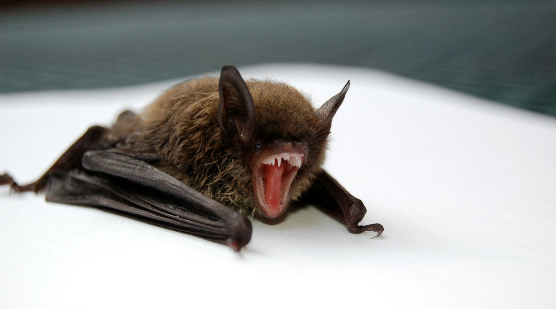 What to Do if a Bat Gets in Your House: Here’s How to Remove It Safely ...