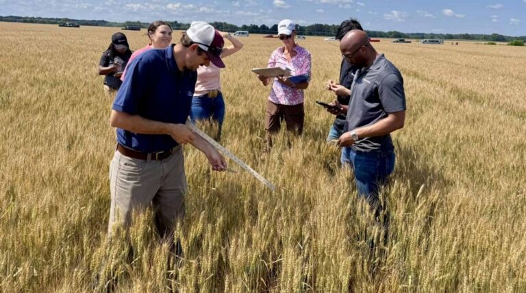 Wheat Tour Highlights Freeze, Drought Damage Across Virginia Fields ...