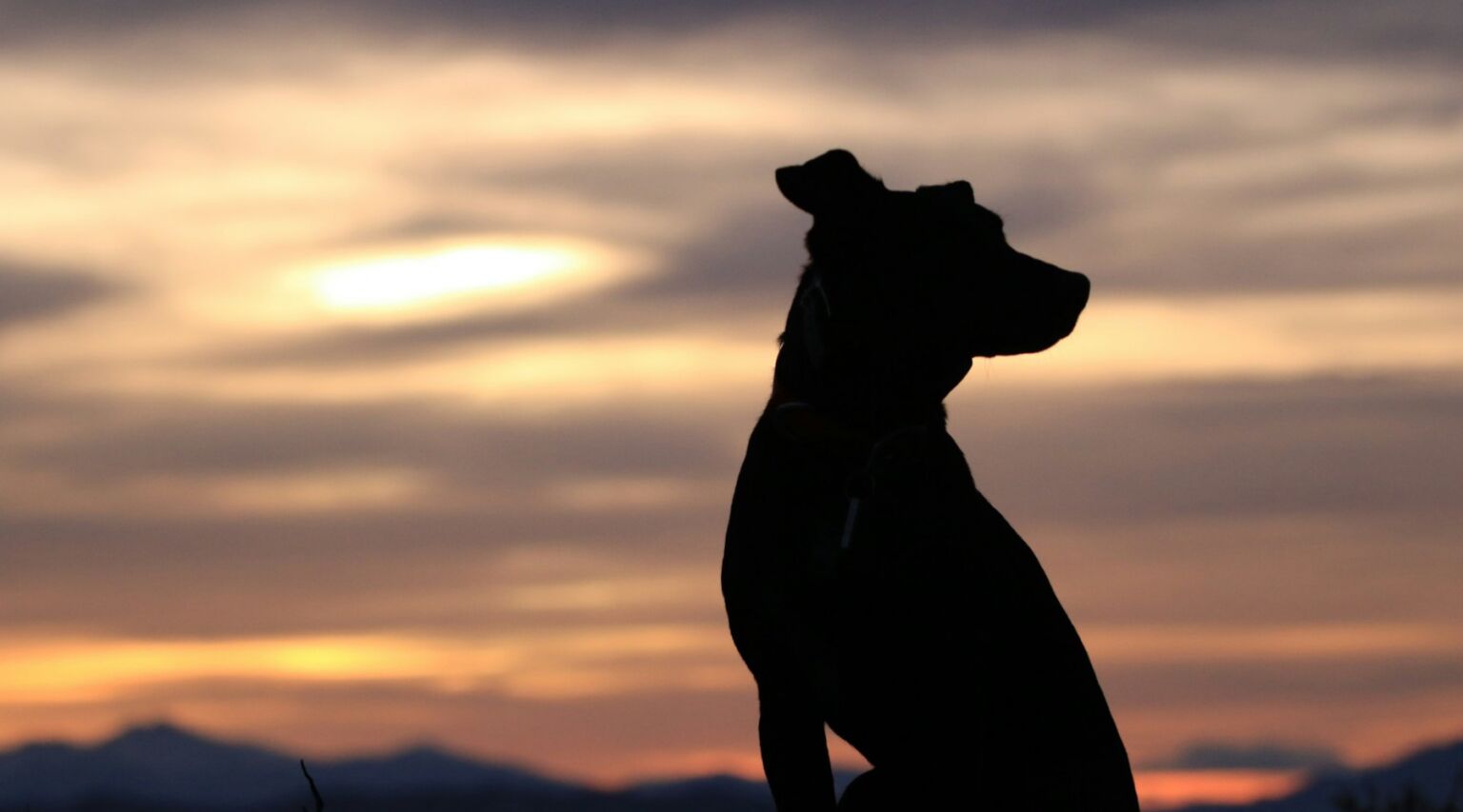 Dog Infected by New World Screwworm - Morning Ag Clips