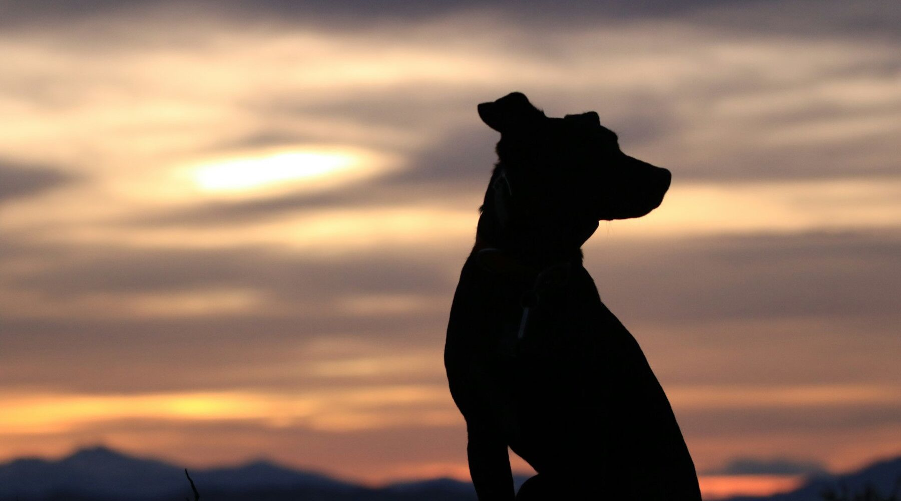 Dog Infected by New World Screwworm - Morning Ag Clips