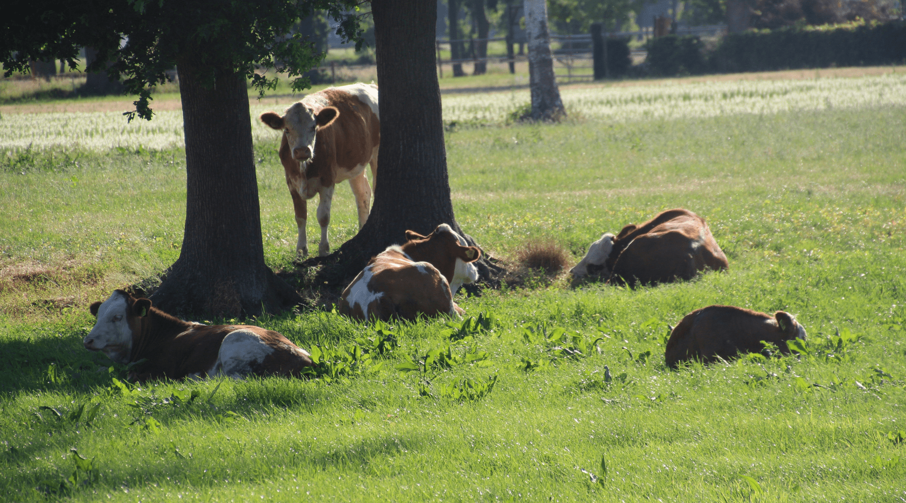 Tips for Managing Livestock When It’s Hot - Morning Ag Clips