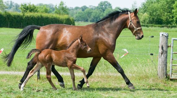 USDA Launches National Equine Industry Study - Morning Ag Clips
